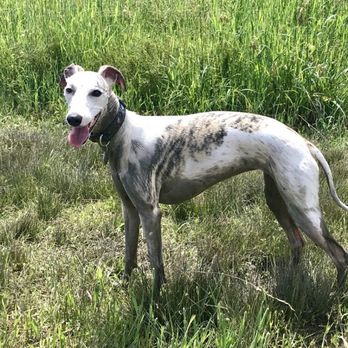 PRAIRIE WOLF OFF-LEASH DOG AREA - Updated January 2026 - 81 Photos & 77 ...