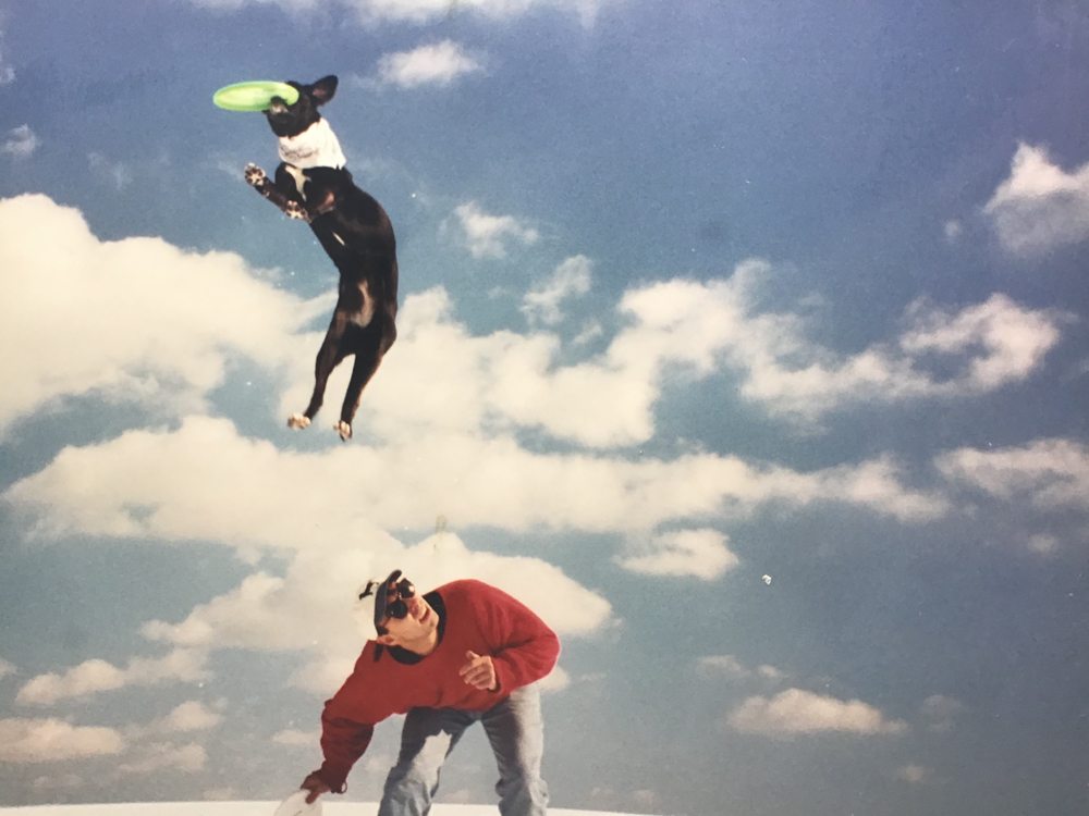 FLYING HIGH DOGS - Updated November 2024 - 73 Lennox Road, Nahant ...