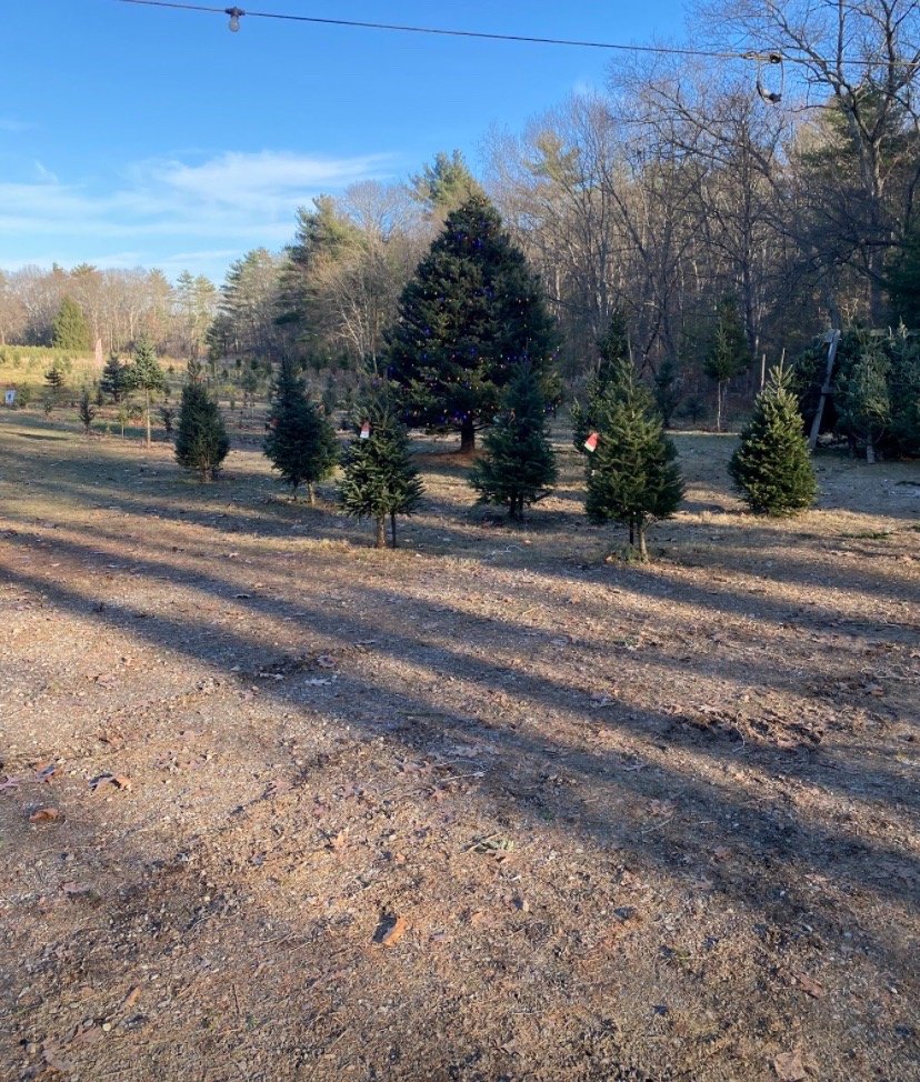 DEER FIELD TREE FARM - Updated January 2025 - 25 Birch St, Millis ...