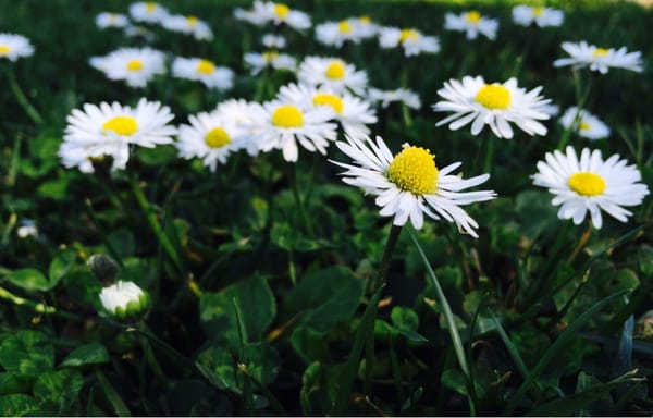 CARDOZA PARK - 54 Photos & 35 Reviews - 1351 Kennedy Dr, Milpitas, CA ...