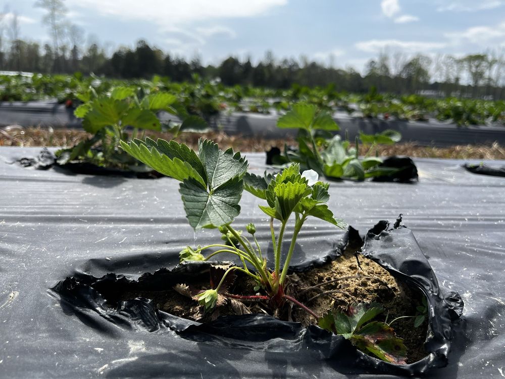 LAZY CREEK FARMS - Updated October 2025 - 22 Photos - 2392 Old ...