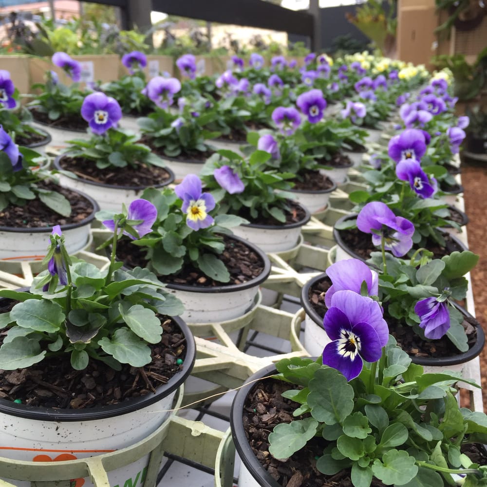 Flower Power Garden Centre Enfield Hours | Best Flower Site