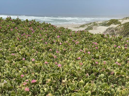 SURF BEACH - AMTRAK STATION - Updated May 2025 - 70 Photos - Ocean Ave ...