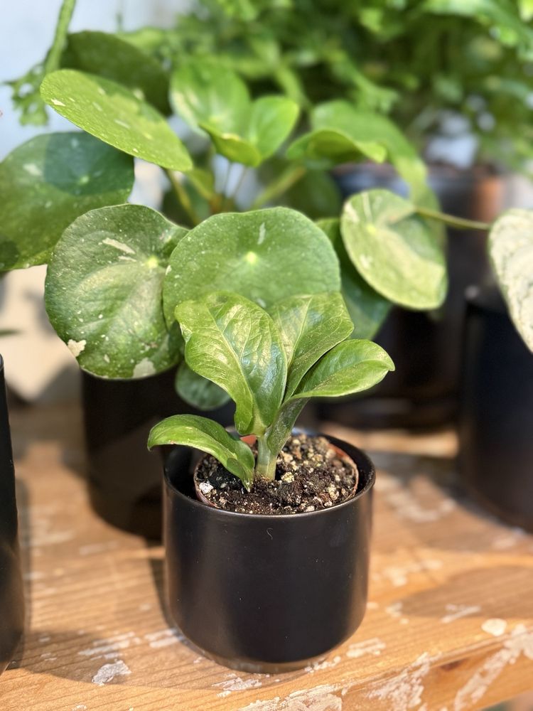 URBAN SCOUT - SAN FRANCISCO - Updated October 2025 - 47 Photos & 17 ...