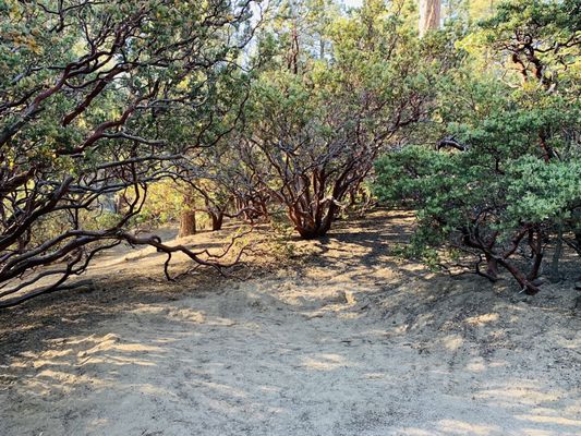 SAN JACINTO STATE PARK IDYLLWILD CAMPGROUND - Updated December 2024 ...