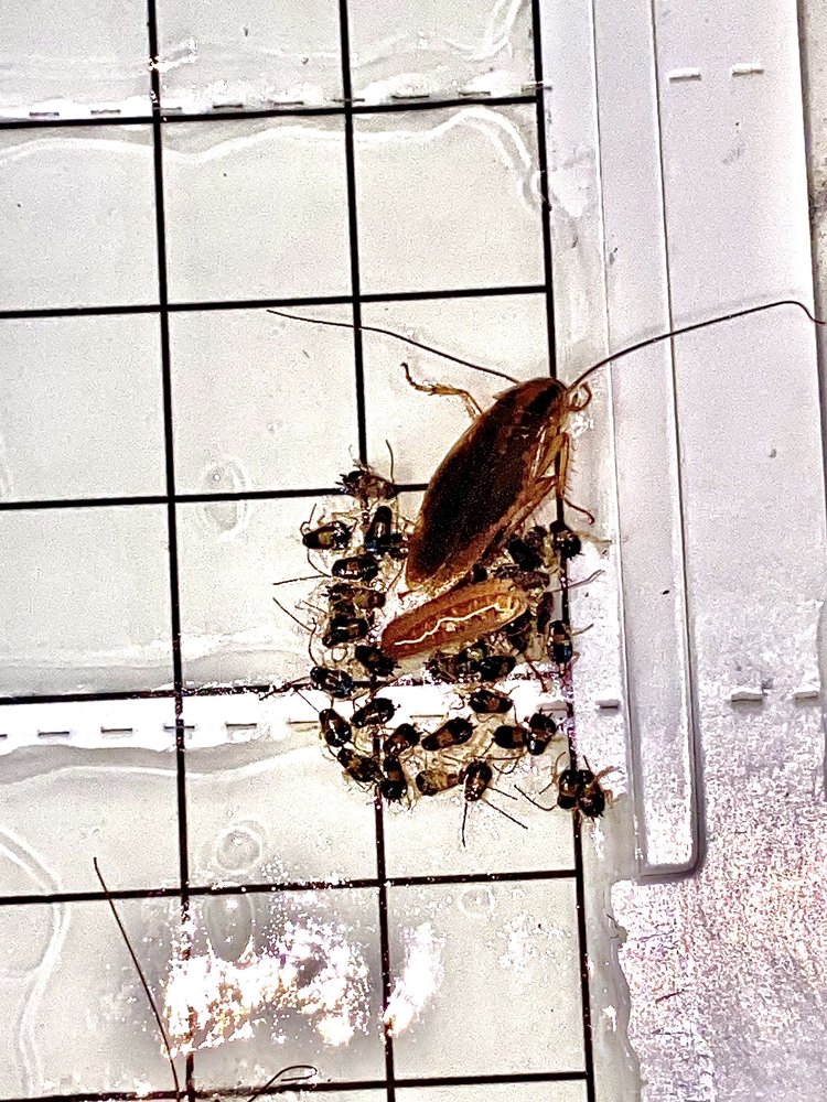 ARMORED EXTERMINATORS - Updated October 2025 - 17 Photos & 10 Reviews ...