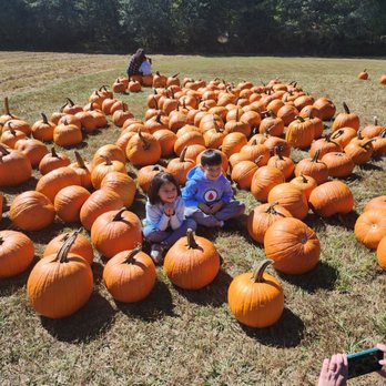 BERRY PATCH FARMS - Updated October 2025 - 25 Photos & 45 Reviews - 786 ...