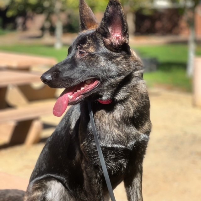 TACTICAL K9S DOG TRAINING - Updated March 2024 - 92 Photos - Tracy ...