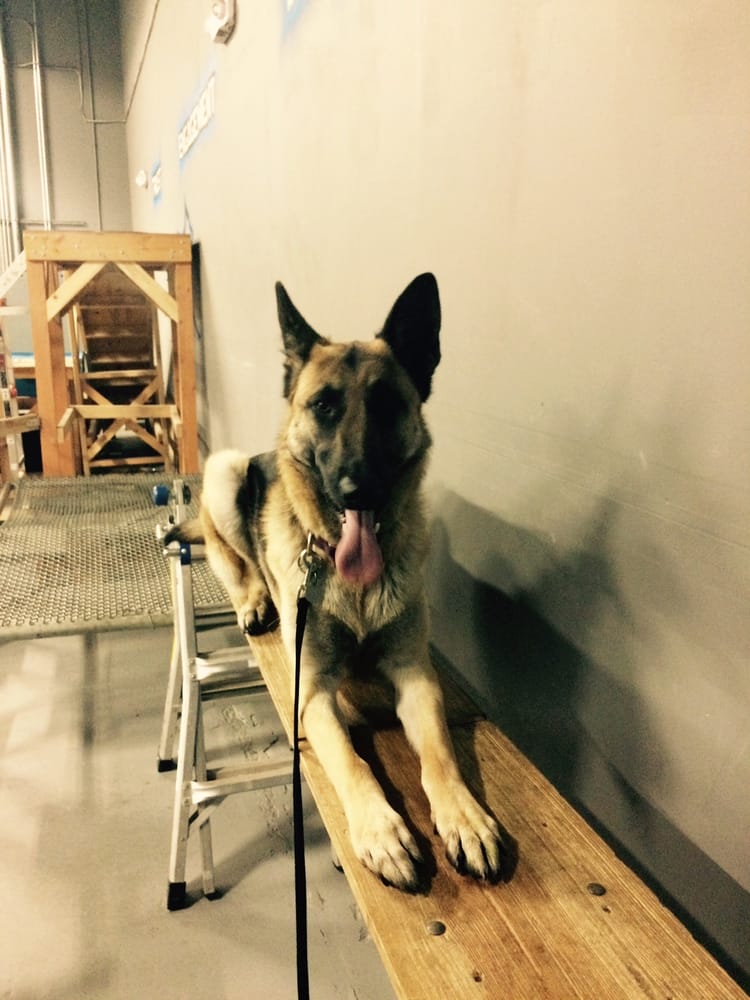 SPRINGDALE KENNELS - Updated July 2024 - 75 Photos & 84 Reviews - 520 ...