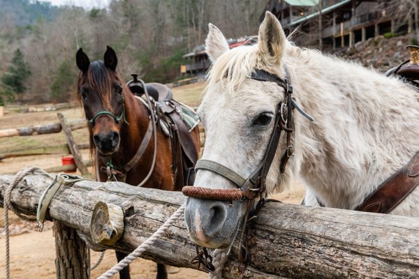 FRENCH BROAD OUTPOST DUDE RANCH - Updated October 2025 - 21 Photos & 13 ...