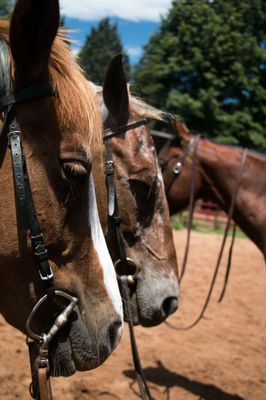 SILVER EAGLE STABLE - Updated August 2025 - 26 Photos & 21 Reviews ...