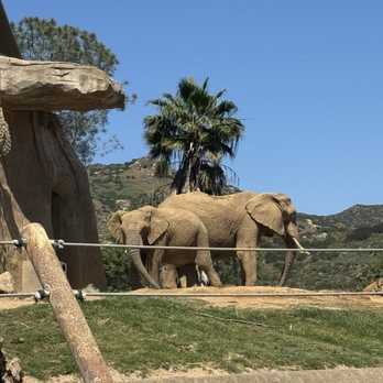 SAN DIEGO ZOO SAFARI PARK - Updated October 2024 - 10994 Photos & 2718 ...