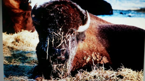 H2H BISON RANCH RV CAMPING - Updated October 2025 - 48 Photos - 30585 S ...