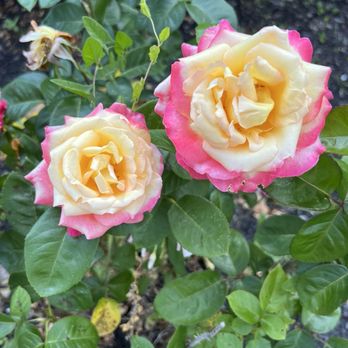 MAPLEWOOD ROSE GARDEN - Updated October 2025 - 109 Photos & 11 Reviews ...