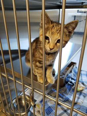 IDAHO HUMANE SOCIETY - Updated December 2025 - 38 Photos & 73 Reviews ...