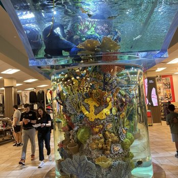 SCHEELS - Updated 2024 - 522 Photos & 89 Reviews - 3199 W Chandler Blvd ...