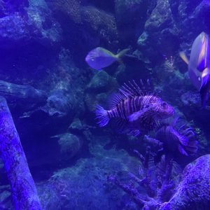 SEA LIFE GRAPEVINE AQUARIUM - 417 Photos & 242 Reviews - 3000 Grapevine ...