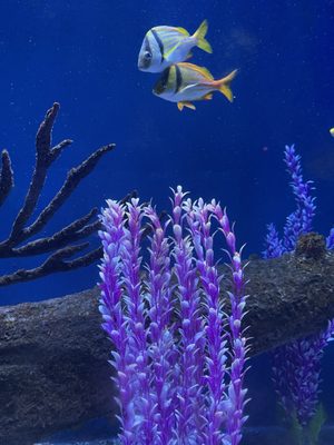 SEA LIFE - Updated October 2024 - 1454 Photos & 345 Reviews - 8449 ...