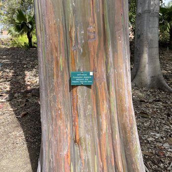 UCLA MATHIAS BOTANICAL GARDEN - Updated May 2024 - 399 Photos & 98 ...