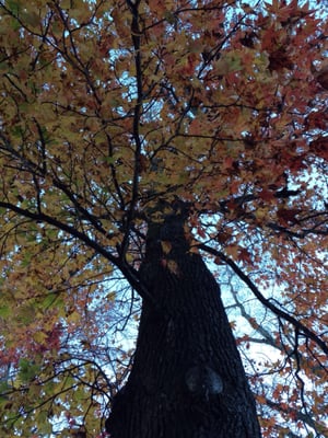 CHEATHAM ANNEX YORKTOWN NAVAL WEAPONS STATION - Updated August 2025 ...