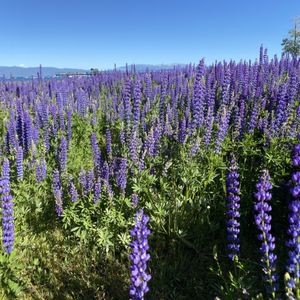 THE HANGING TREE - Updated November 2024 - Genoa, Nevada - Landmarks ...