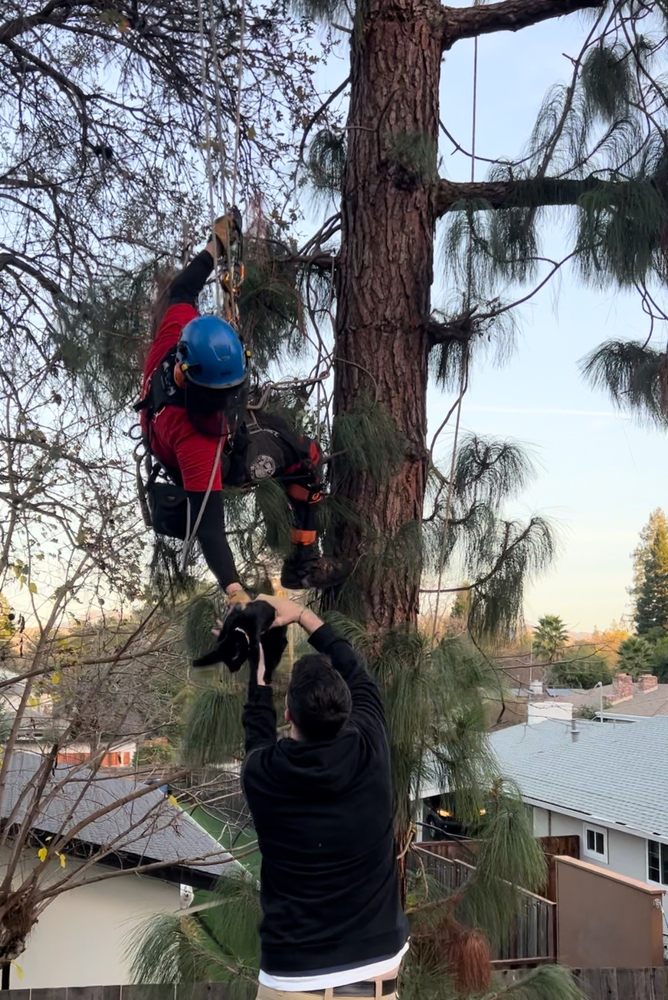 A PLUS TREE - Updated December 2025 - 61 Photos & 75 Reviews - Concord ...