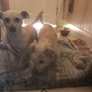 PENINSULA HUMANE SOCIETY & SPCA - 72 Photos & 100 Reviews - 12 Airport ...