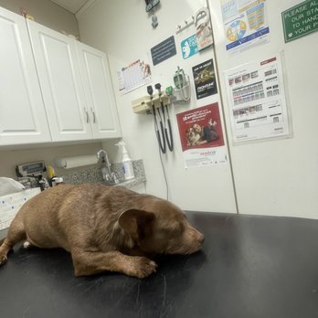 ADAMS ANIMAL HOSPITAL - Updated March 2025 - 35 Photos & 122 Reviews ...