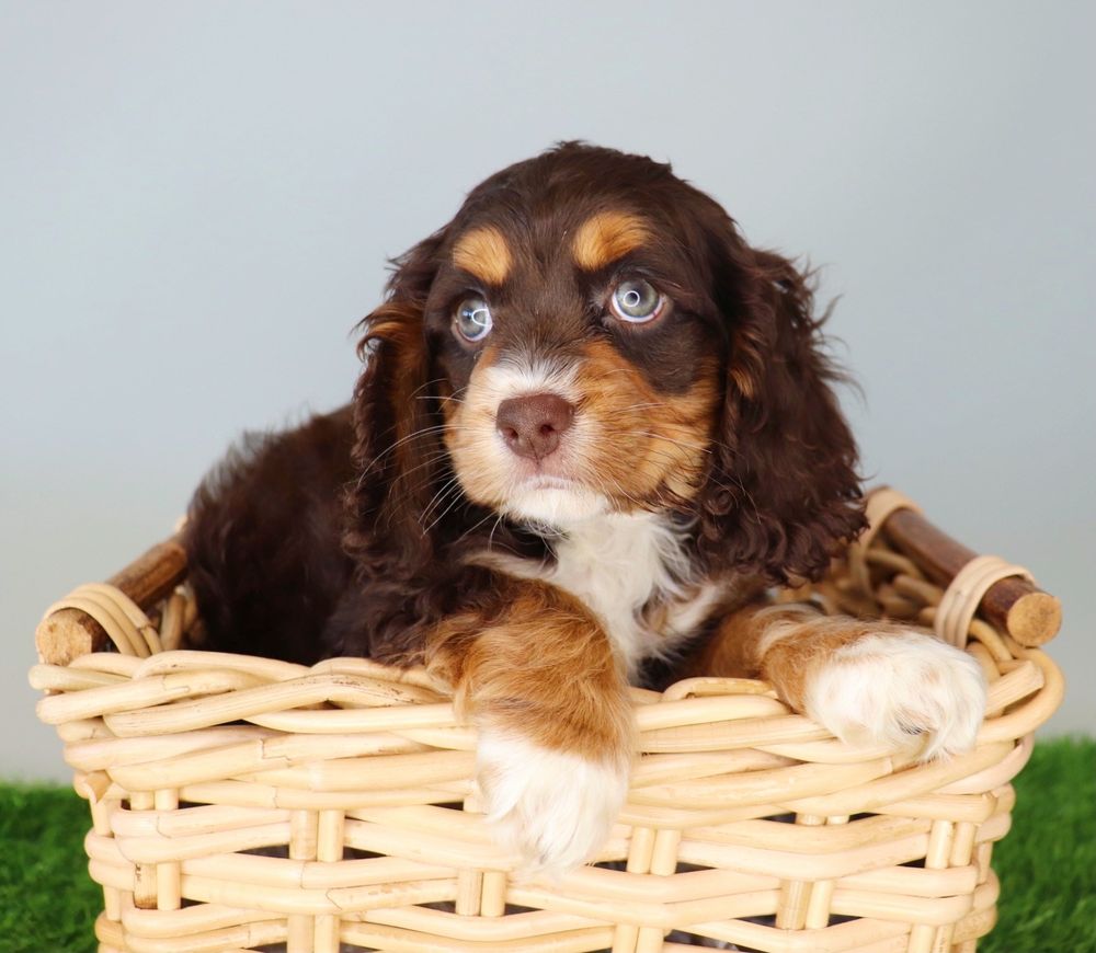 XO PUPS PUREBRED & DESIGNER - Updated January 2025 - 118 Photos & 29 ...