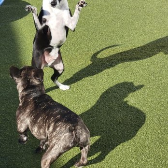 DOGGY HAVEN RESORT - Updated June 2025 - 71 Photos & 73 Reviews - 5303 ...