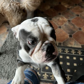 ARROW ANIMAL URGENT CARE - Updated January 2026 - 14 Photos & 56 ...