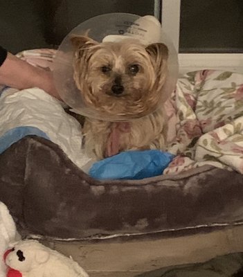 ANIMAL EMERGENCY HOSPITAL OF THE STRAND - Updated October 2024 - 29 ...