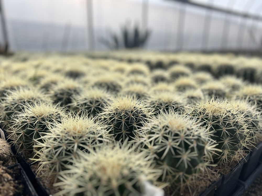 ALTON DESIGNS - Updated June 2024 - Chandler, Arizona - Landscape ...