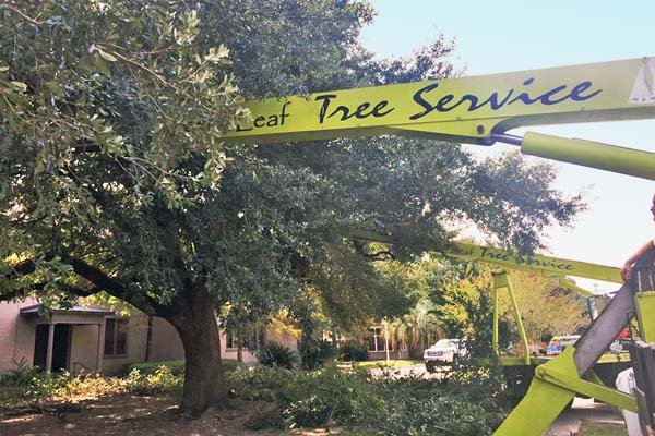 GREEN LEAF TREE SERVICE - Updated October 2025 - 11 Photos - 619 Garber ...