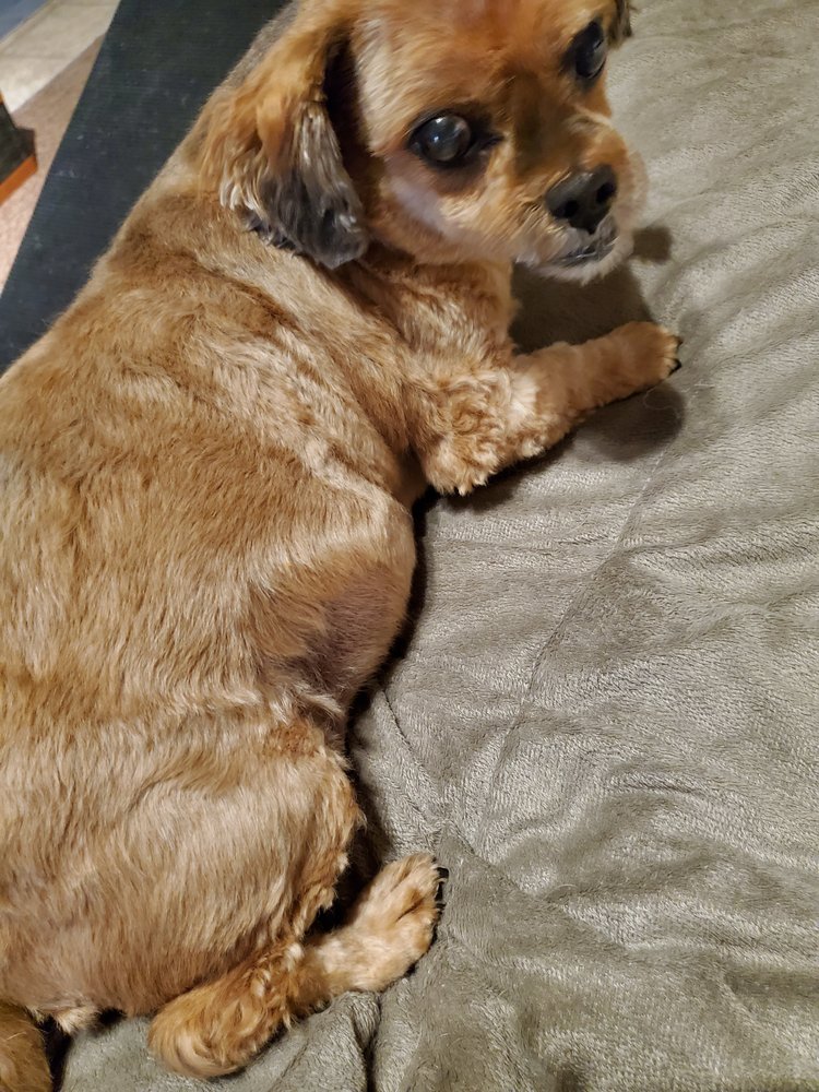 YUPPIE PUPPY - Updated January 2026 - 14 Reviews - 1473 S Market St ...