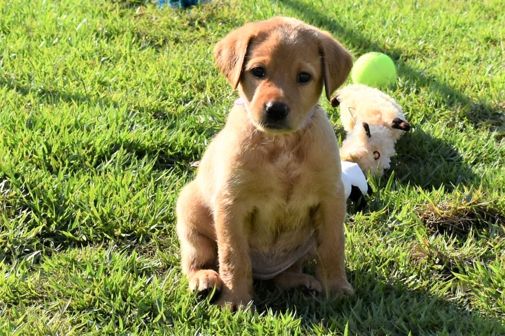 ALAMO LABRADORS - San Antonio, Texas - Pet Breeders - Phone Number - Yelp