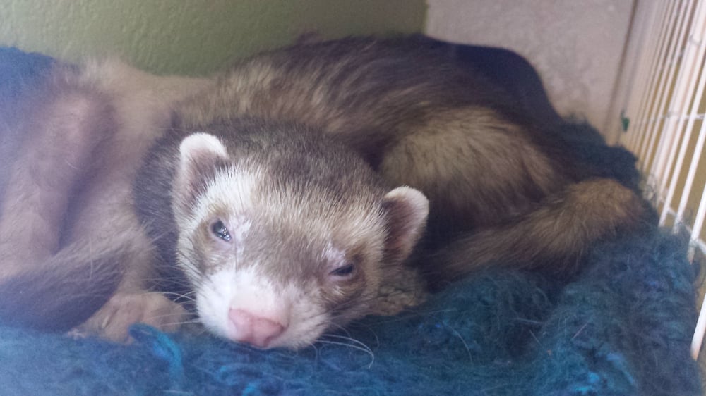FORGET-ME-NOT FERRETS - Updated November 2025 - 8530 E 17th Ave ...