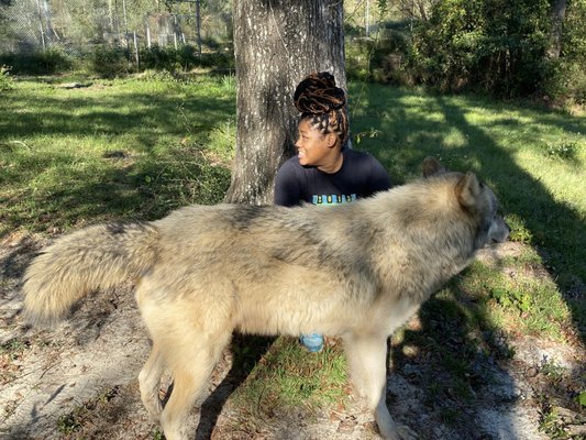 SEACREST WOLF PRESERVE - Updated October 2024 - 104 Photos & 59 Reviews ...