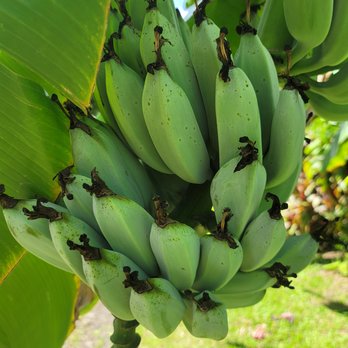 ONO ORGANIC FARMS - Updated May 2025 - 97 Photos & 50 Reviews - 149 ...