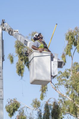 LEWIS TREE SERVICE - Updated September 2025 - 78 Photos & 61 Reviews ...