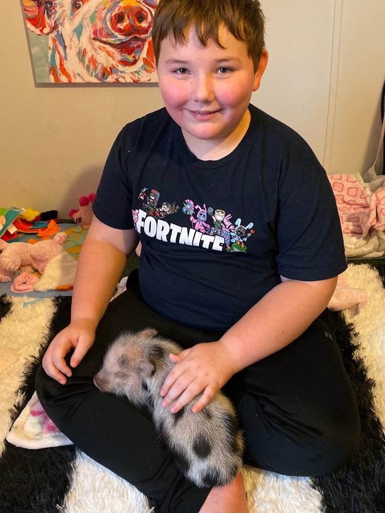 AZ MICRO MINI PIGS - 114 Photos & 17 Reviews - 22213 E Cloud Rd, Queen ...