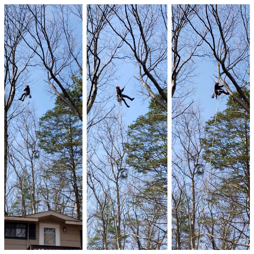 DROP ZONE TREE SERVICES - Updated January 2026 - 17 Photos - Dingmans ...