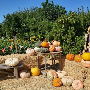 J&P COSENTINO FAMILY FARM - Updated June 2024 - 285 Photos & 75 Reviews ...