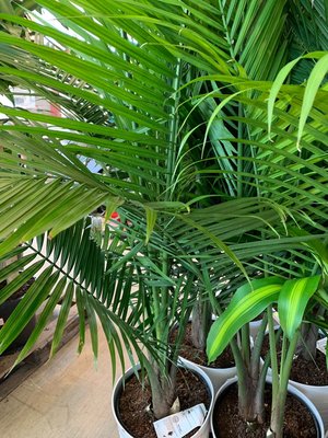 JIN MASSAGE SPA - Updated December 2025 - 24 Photos - 180 N Michigan ...