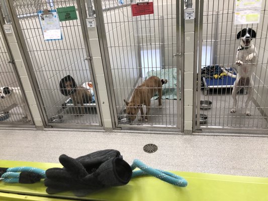 TRI-COUNTY HUMANE SOCIETY - Updated December 2025 - 13 Photos & 11 ...