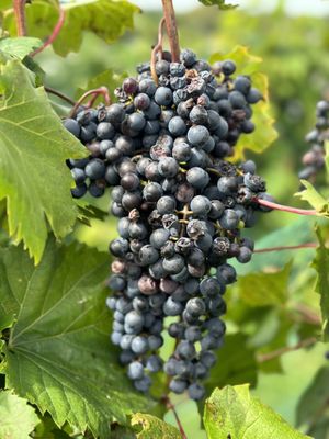 HAWK RIDGE WINERY - Updated October 2024 - 376 Photos & 177 Reviews ...