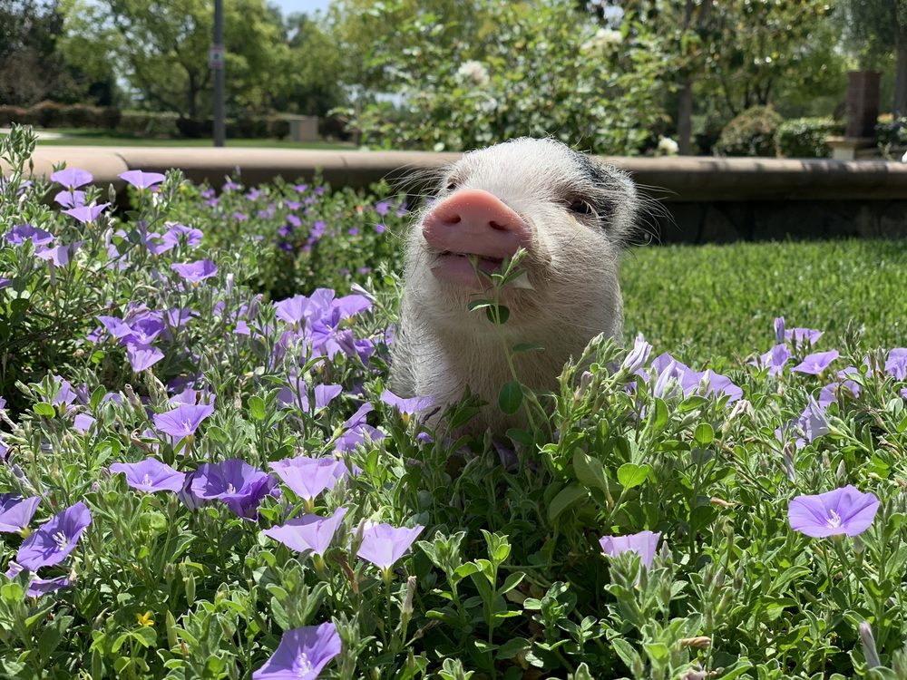 PIXIE PIGS - Updated June 2025 - 42 Photos & 25 Reviews - Hemet, California - Pet Services ...