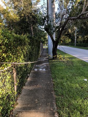 LEWIS TREE SERVICE - Updated December 2025 - 21 Photos & 31 Reviews ...