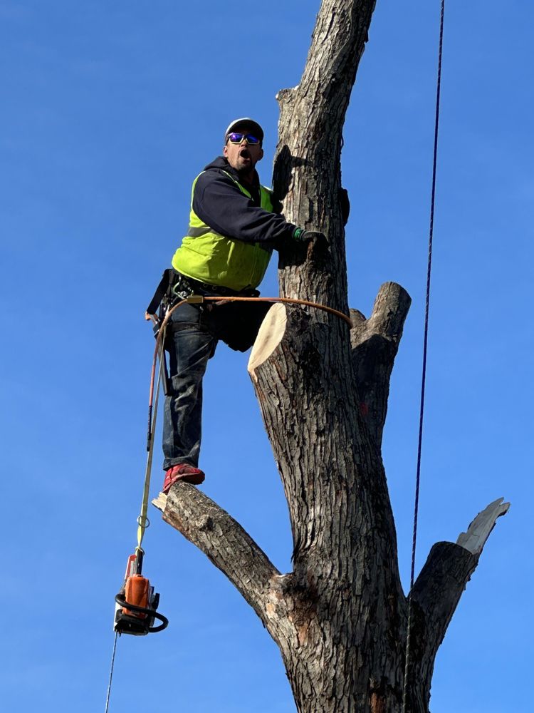 NICK & TEE TEE TREE SERVICE - Updated August 2025 - 20 Photos - Peoria ...