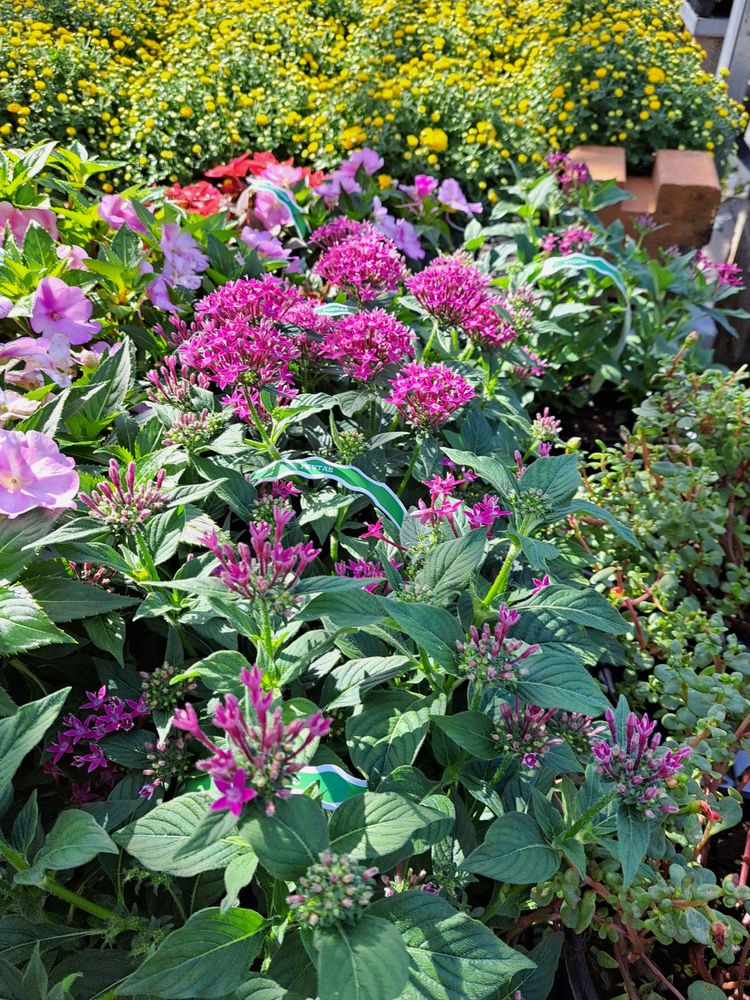 BUSY BEE TREE - Updated November 2025 - Request a Quote - Lakeland ...